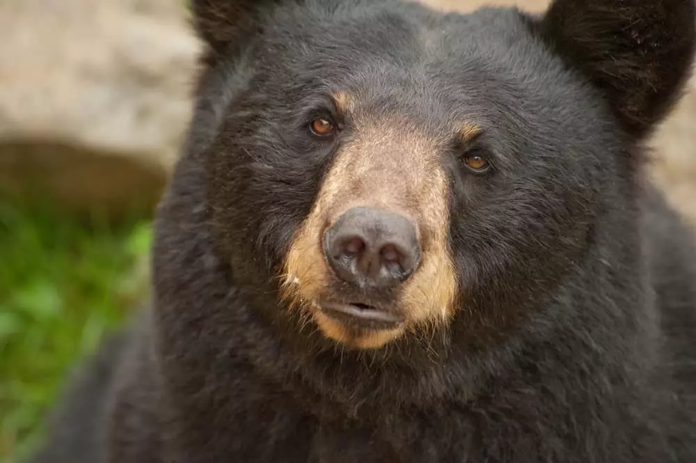 Answering Your Questions About Bears in the Smoky Mountains