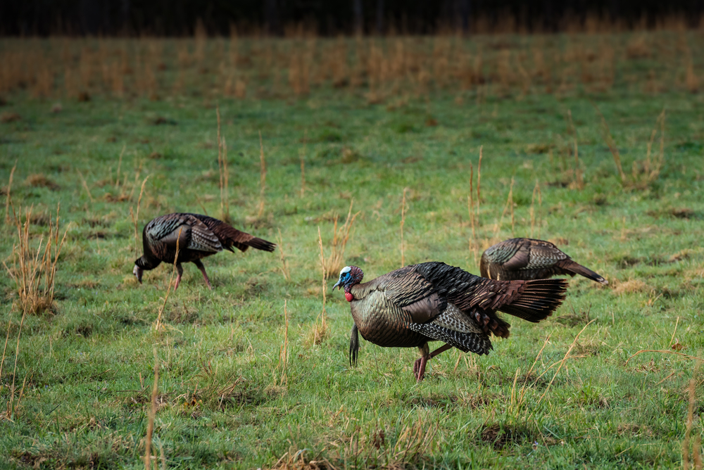 4 Great Smoky Mountain Animals You Can See During Your Visit